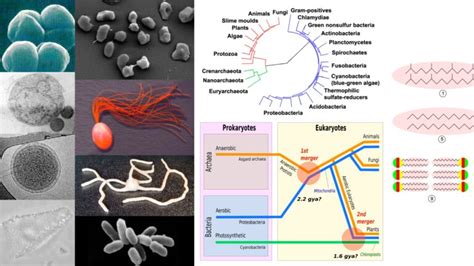Kingdom Monera Classification Characteristics Importance Examples
