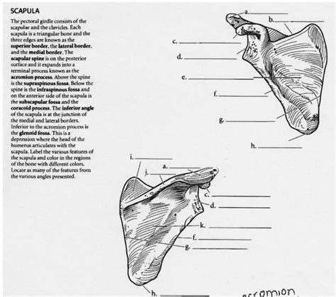 Scapula The Pectoral Girdle Consists Of The Scapulae And The Clavicles Each Scapula Is A