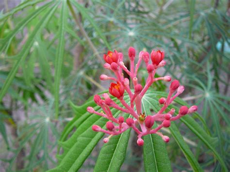 Jatropha Multifida Ufifas Assessment University Of Florida
