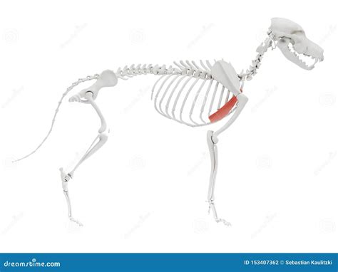 Transversus Thoracis Stock Illustration Illustration Of Treatment 153407362