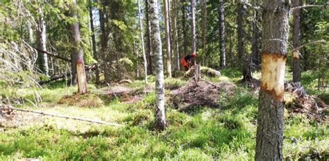 Skadade Och Döda Tallar På Sca Mark Ska Ge Nytt Liv Sca