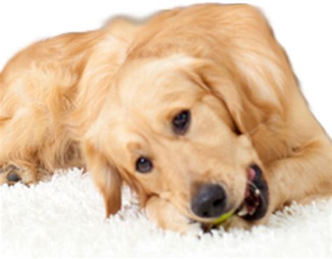 Dierproeven Vaak Onnodig Radar Het Consumentenprogramma Van Avrotros