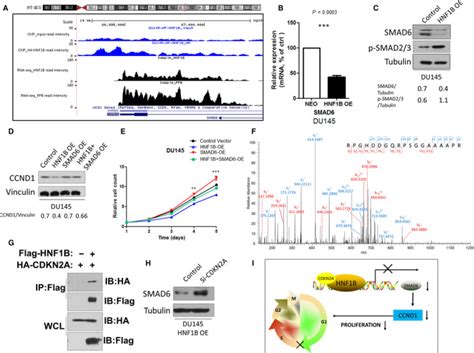 Hnf1b Inhibits Cell Proliferation Via Repression Of Smad6 Expression In