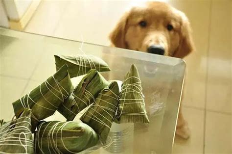 猫狗不能吃粽子？我就是要让它们吃！