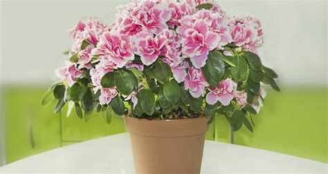 How To Grow Azaleas In Pots