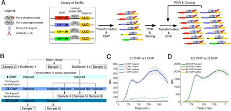 Identification Of Synthetic Cis Regulatory Dna Elements Syncres Via Download Scientific