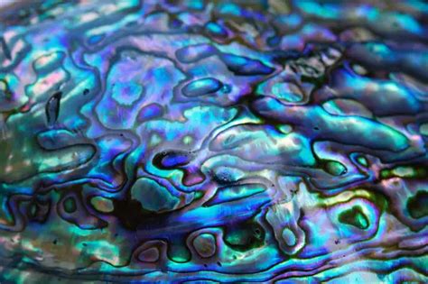 Abalone Pictures Download Free Images On Unsplash