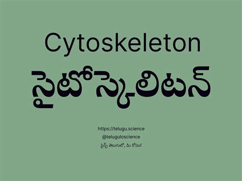 సైటోస్కెలిటన్ గురించి వివరణ Cytoskeleton