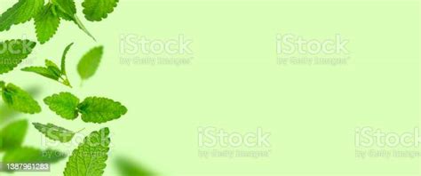 신선한 비행 녹색 민트 잎 레몬 밤 멜리사 녹색 배경 플랫 평지에 고립 된 페퍼민트 민트 잎 감촉 패턴 스피어민트 허브 차 성분 생태 유기 자연 레이아웃 0명에 대한 스톡