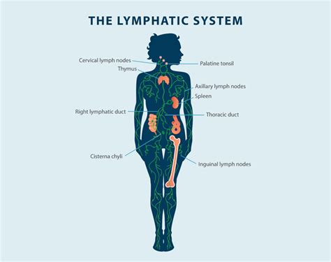 Lymphatic Drainage Technique Benefits And More Tactile Medical