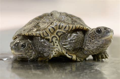 Turtle Digestive System