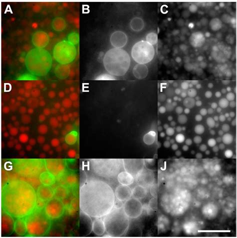Figure 2 From Hierarchical Unilamellar Vesicles Of Controlled