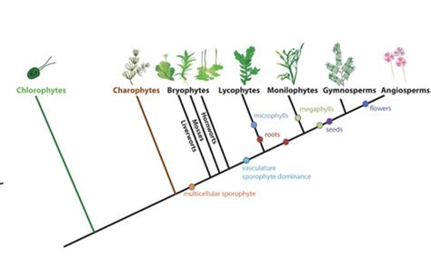 Botany Final Flashcards Quizlet