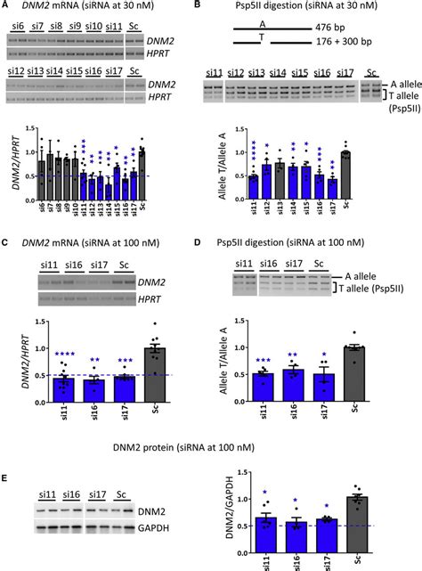 Identification Of Allele Specific Sirna Against The T Version Of Snp2
