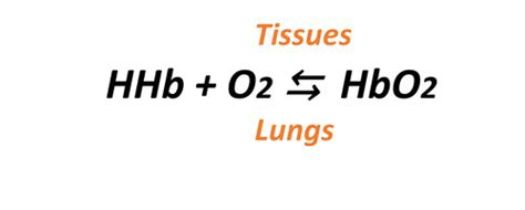 Unit 4 Lecture 18 Flashcards Quizlet Unit 4 Lecture 18 Flashcards Quizlet