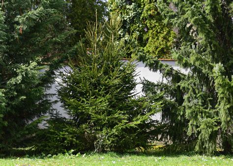 Dwarf Spruce Trees Varieties