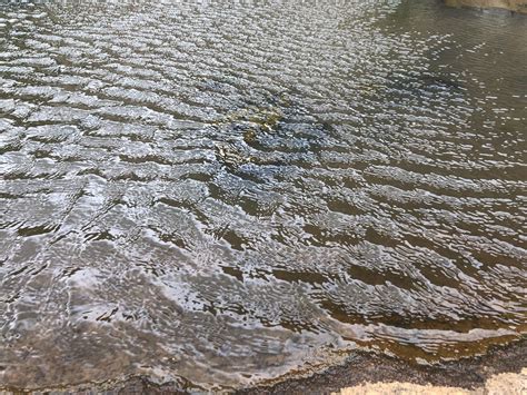 Wave Chaos Haiku Tiger Riding For Beginners