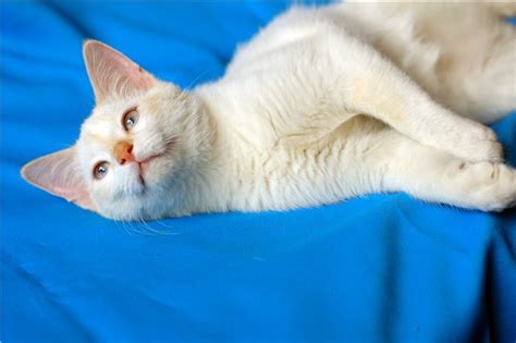 Как называется порода чисто белых котов с голубыми глазами