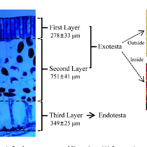 Seed Coat Structure Of K Coccinea A Stereomicroscopy Of A Cross