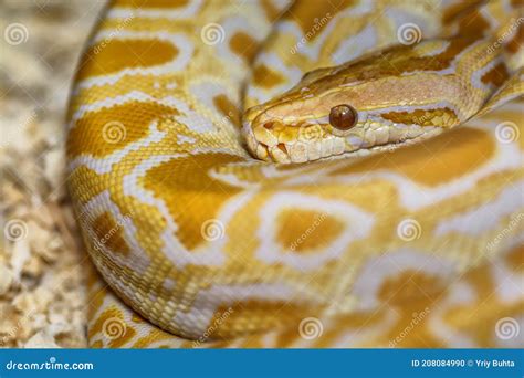 Giant Burmese Pythons Albino