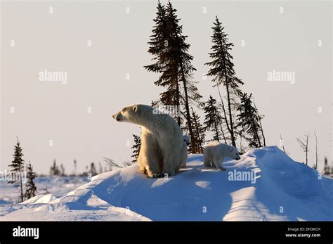 Polar Bear Sow Ursus Maritimus With Cubs In The Arctic Wapusk