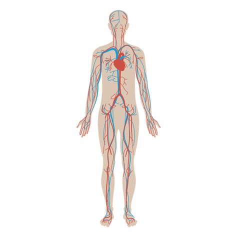 Human Circulatory System Diagram Unlabeled Gcse Review 1 The Heart Human Circulatory System Diagram Unlabeled Gcse Review 1 The Heart
