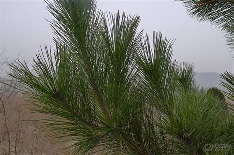 松树针图册 360百科
