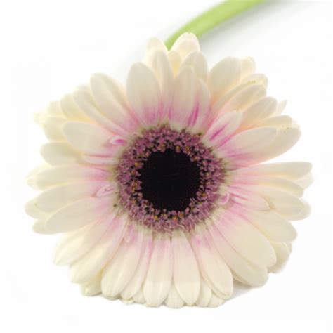 Gerbera Mini Abby Lou Water