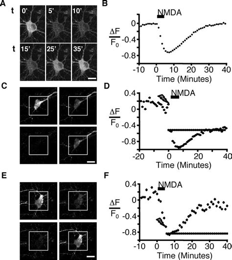 Ph Glur2 Is Internalized Following Nmdar Activation And Recycles To The