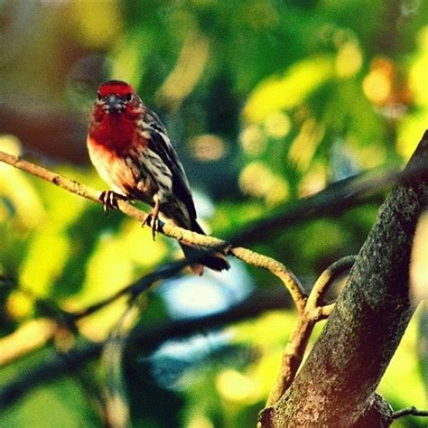 Bert And Alien Bokeh Photograph By Penni Daulerio Fine Art America