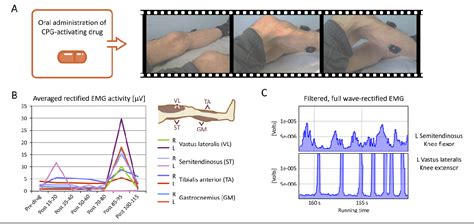 Figure 5 From The Human Central Pattern Generator For Locomotion Does It Exist And Contribute