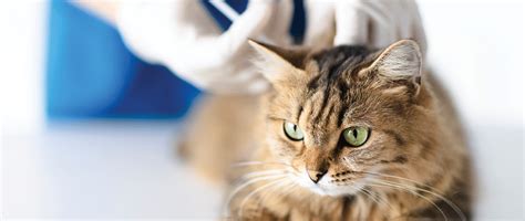 Anti Ngf Mab Injection For Feline Osteoarthritis Todays Veterinary Practice