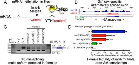 Alternative Mrna Processing And Modification Sloan Kettering Institute