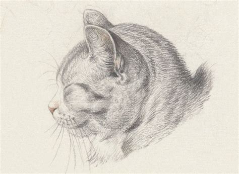 Cat Head Sketch At Explore Collection Of Cat Head
