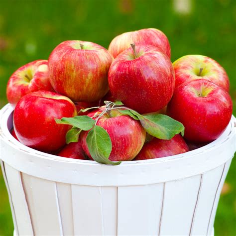 Honeycrisp Apple Trees For Sale