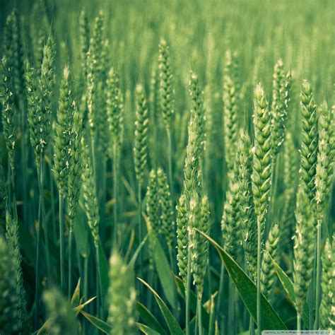 Green Wheat 4k Uhd Wallpaper For Ultrahd Desktop And Tv Smartphone