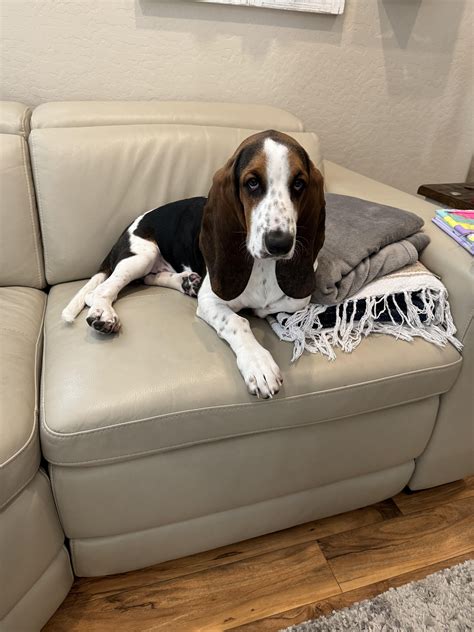 His Names Odie And Hes The Man Rbassethounds