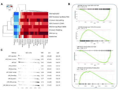 Gsea Analysis Of The Correlated Genes A Heatmap From Gsea Analysis Download Scientific