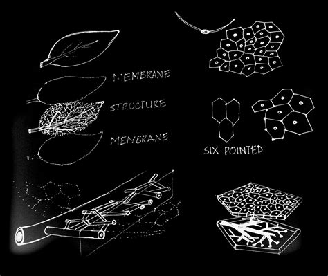 Architecture As Living Organism Leaf Study Voronoi Cells Structure