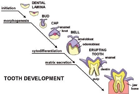 Stages Of Tooth Development