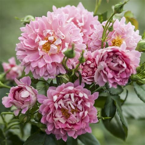 新品爬藤月季花苗梦幻褶边大苗藤本花园植物四季开花庭院花卉热卖 虎窝淘