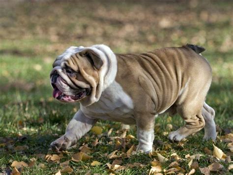 Ursachen Für Übergewicht Beim Hund Warum Ist Er Zu Dick