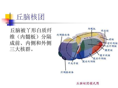 丘脑结构及功能word文档在线阅读与下载无忧文档