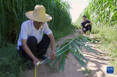 宁夏： 闽宁草”收割忙