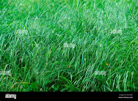 Fescue Grass Leaf At Victoria Wilsmore Blog
