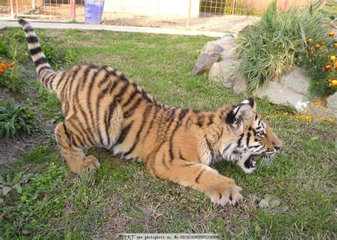 老虎图片 野生动物 生物世界 图行天下图库