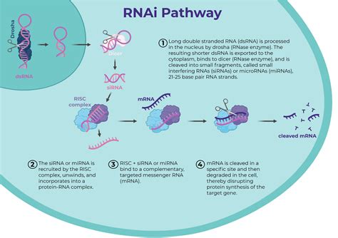 RNA Interference RNAi Mechanism Steps And Applications