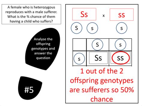 Patterns Of Monohybrid Inheritance Edexcel A Level Biology A Teaching Resources