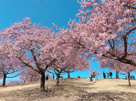 伊勢崎市 on Twitter 伊勢崎市みらい公園の河津桜開花状況 日当たりの良いところは9分咲きの箇所もあり全体的には8分咲きと