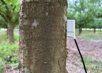 Accuracy Of The Implexx Sap Flow Sensor Implexx